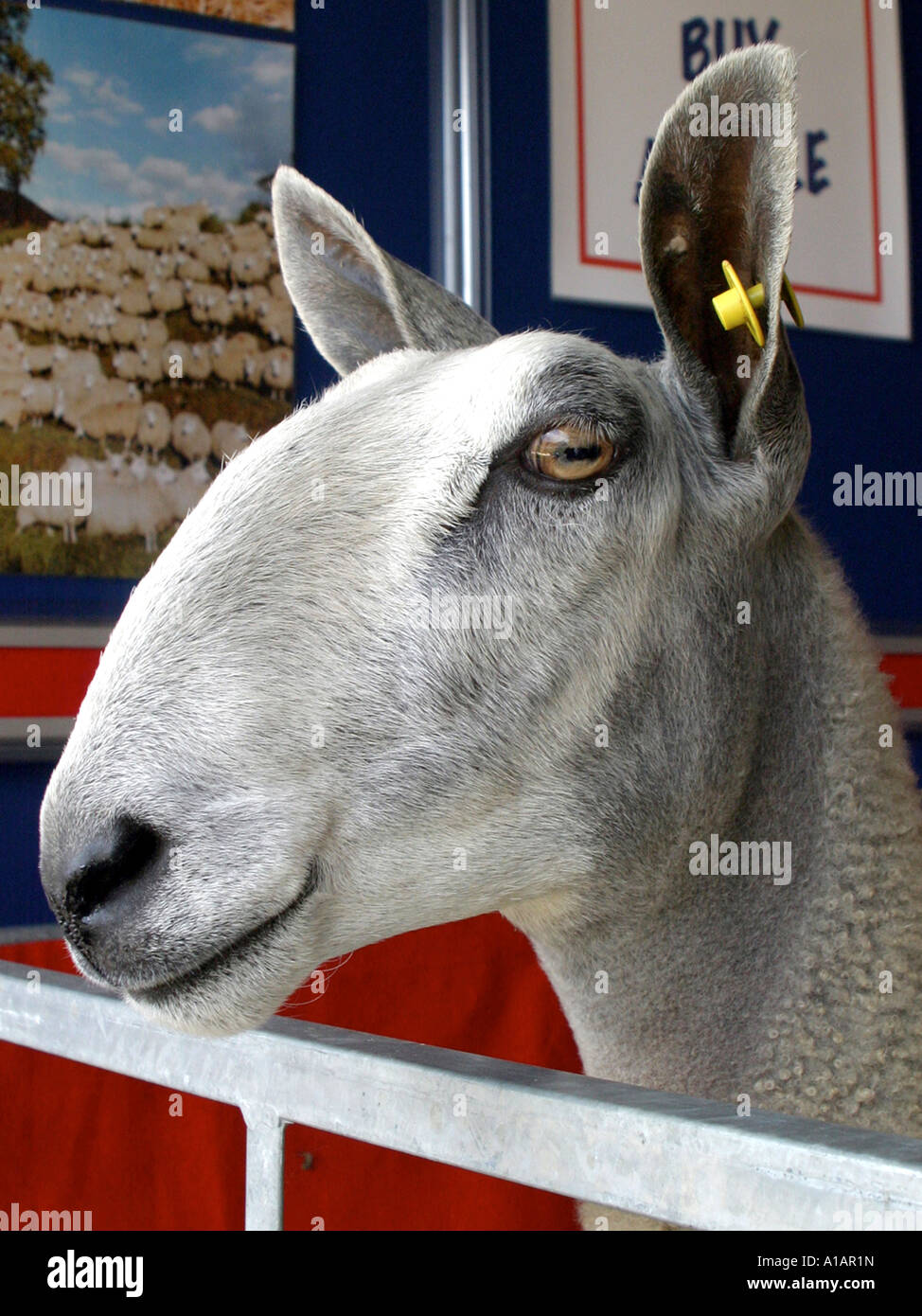 A blue faced leicester sheep Stock Photo - Alamy