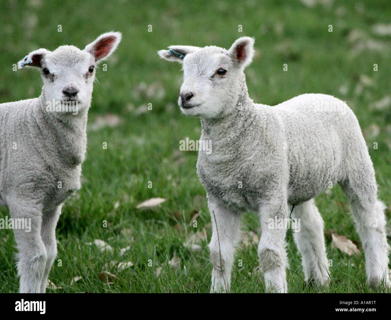 Two small lambs in a field Stock Photo - Alamy