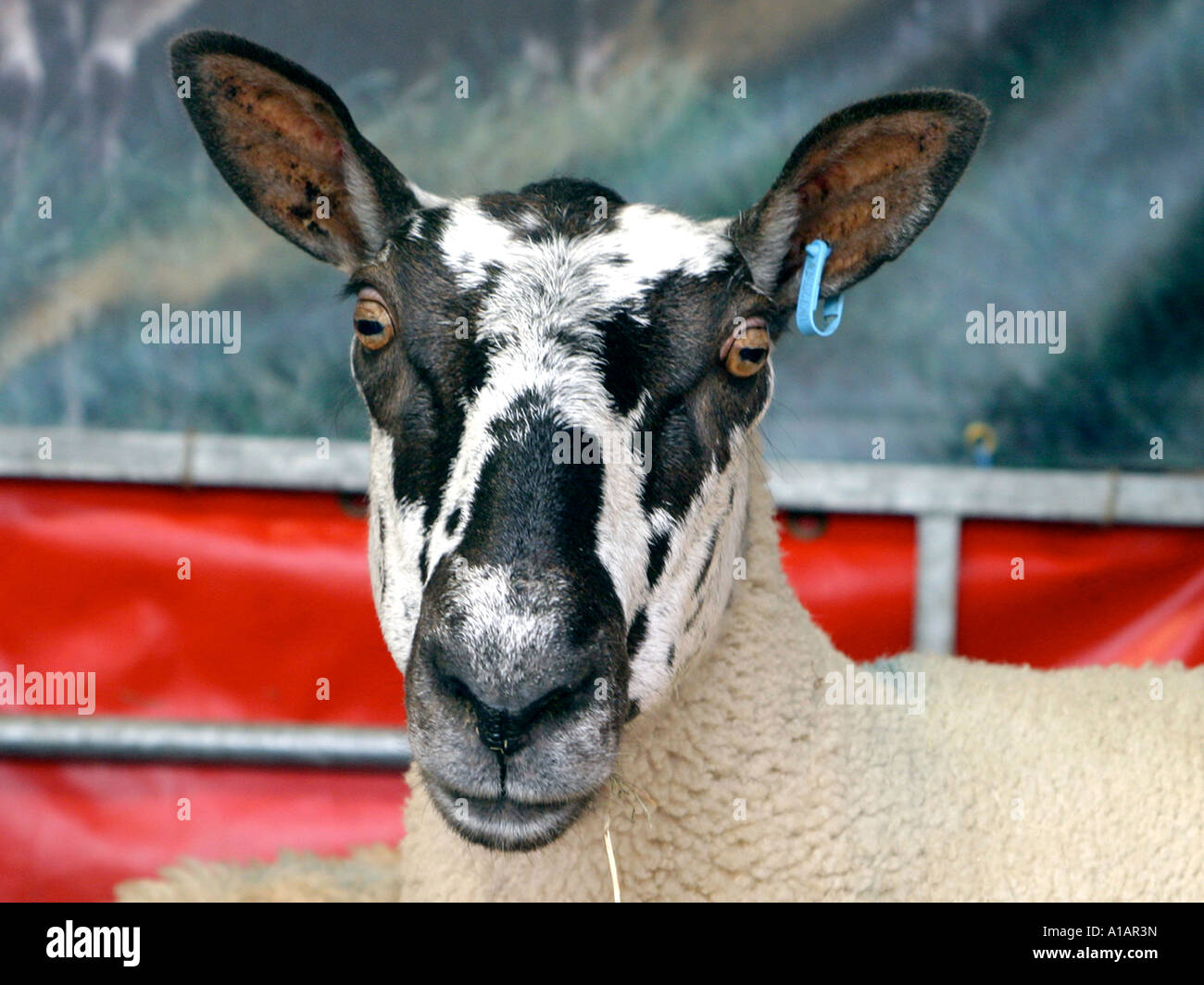 A Beulah speckled face sheep - a sheep with a face like a zebra Stock ...