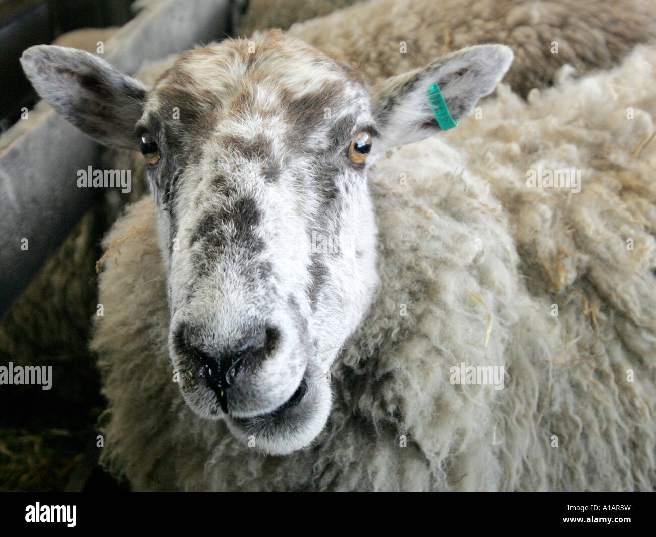 Pulling face apart hi-res stock photography and images - Alamy