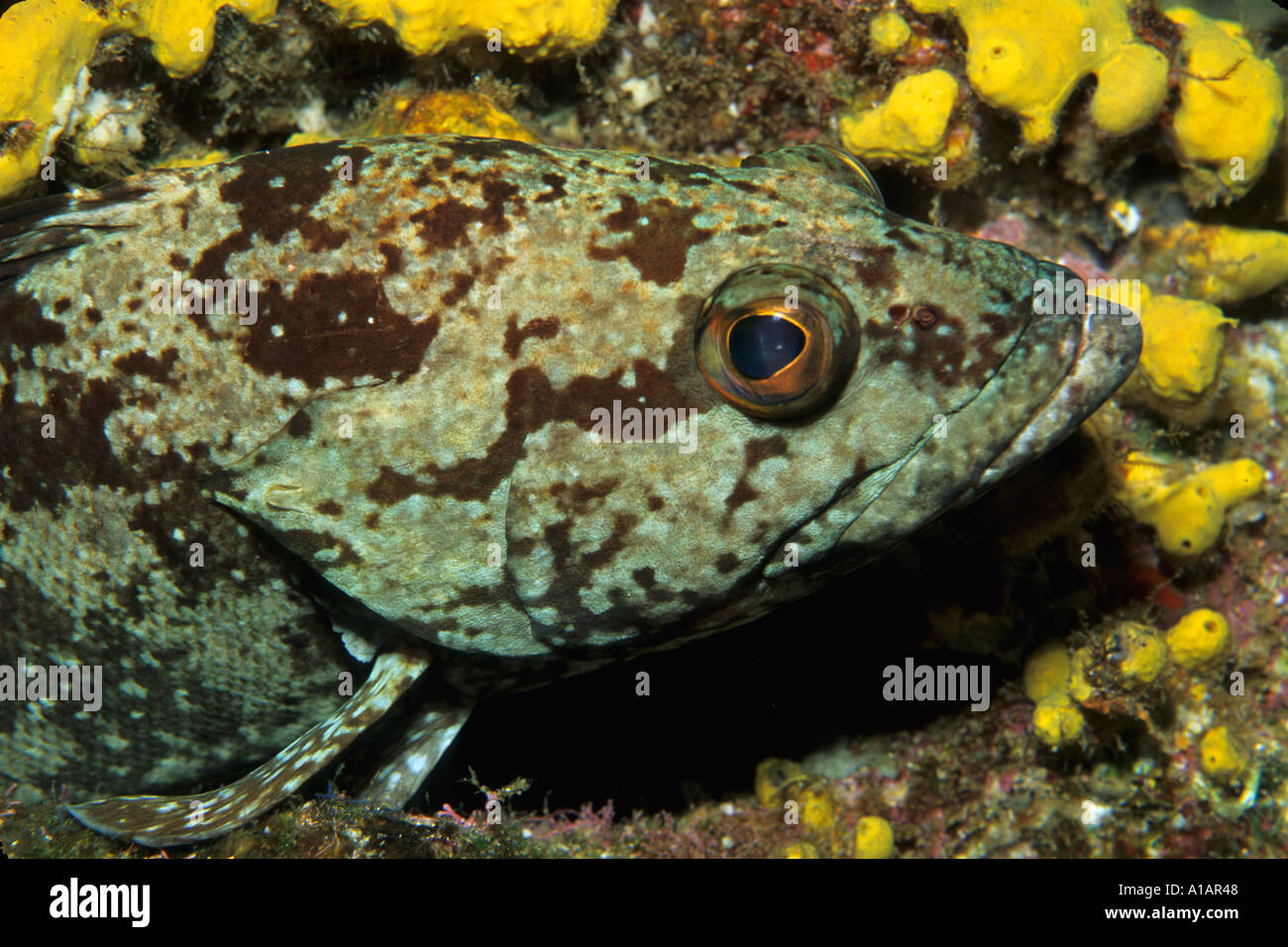 Pacific rockfish Sebastes at Socorro Island off Mexico north Pacific ...