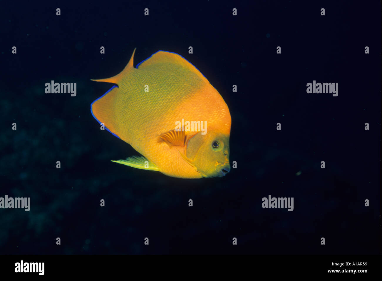 Clarion angelfish Holacanthus clarionensis at Socorro Island off Mexico ...