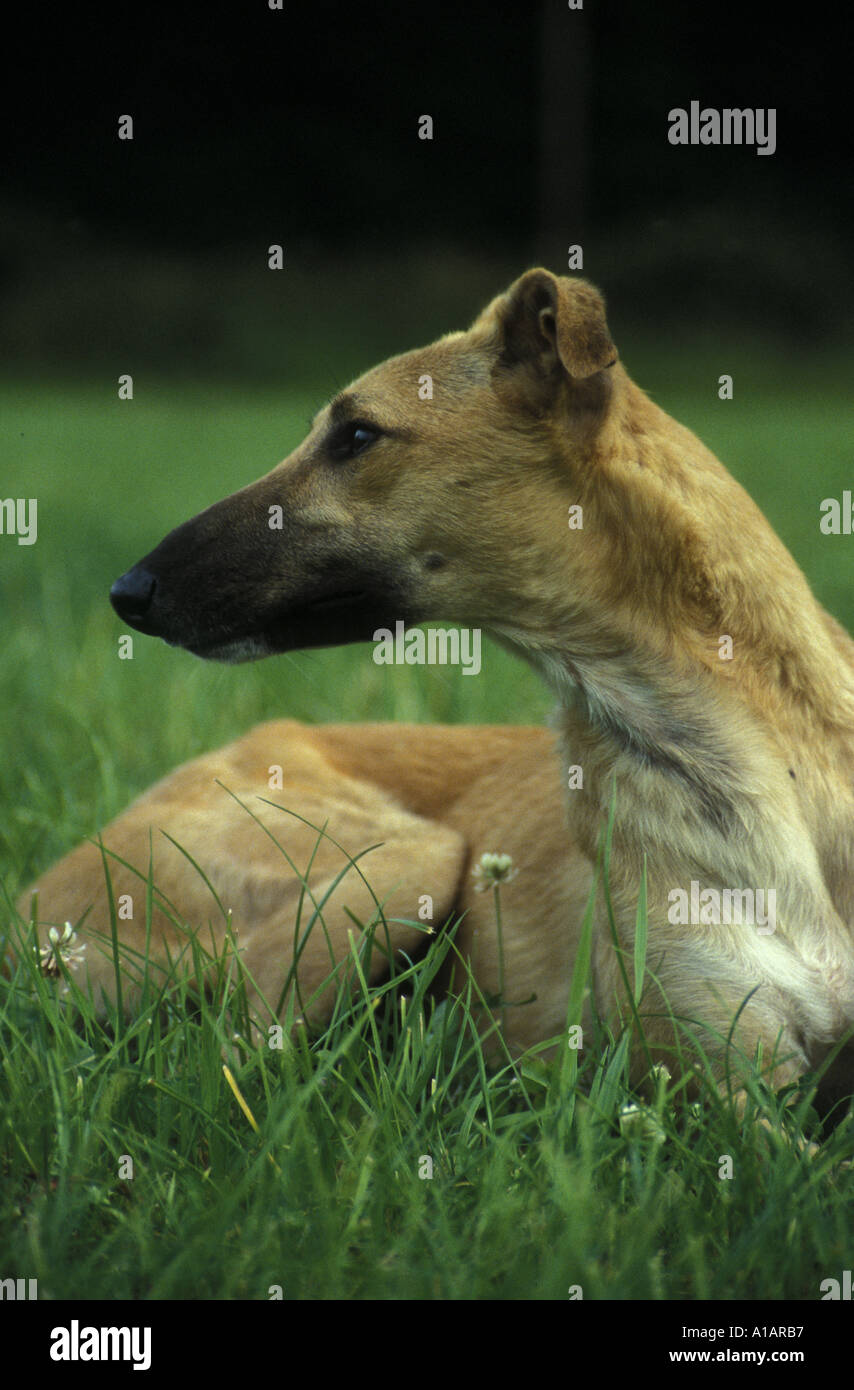 Lurcher hunting hi-res stock photography and images - Alamy