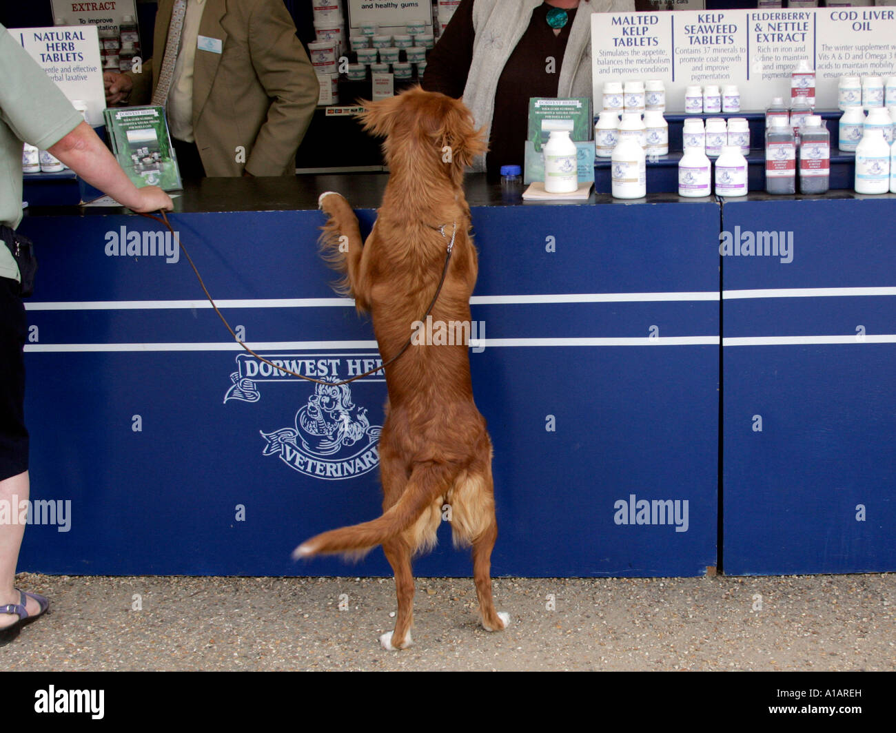 Shopping dog hi-res stock photography and images - Alamy