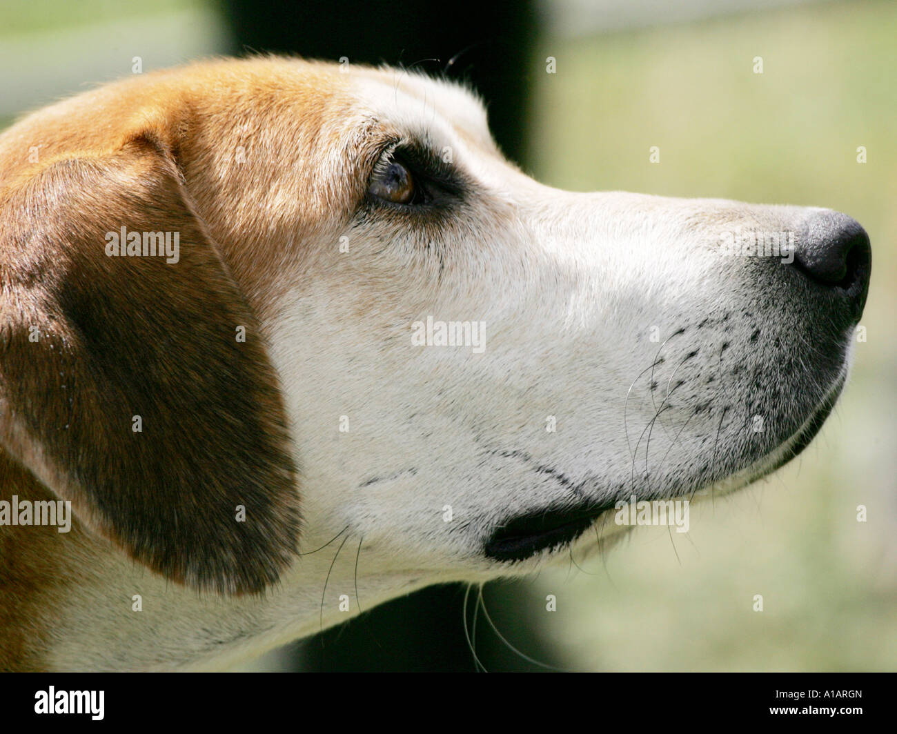 The head of a hound Stock Photo - Alamy