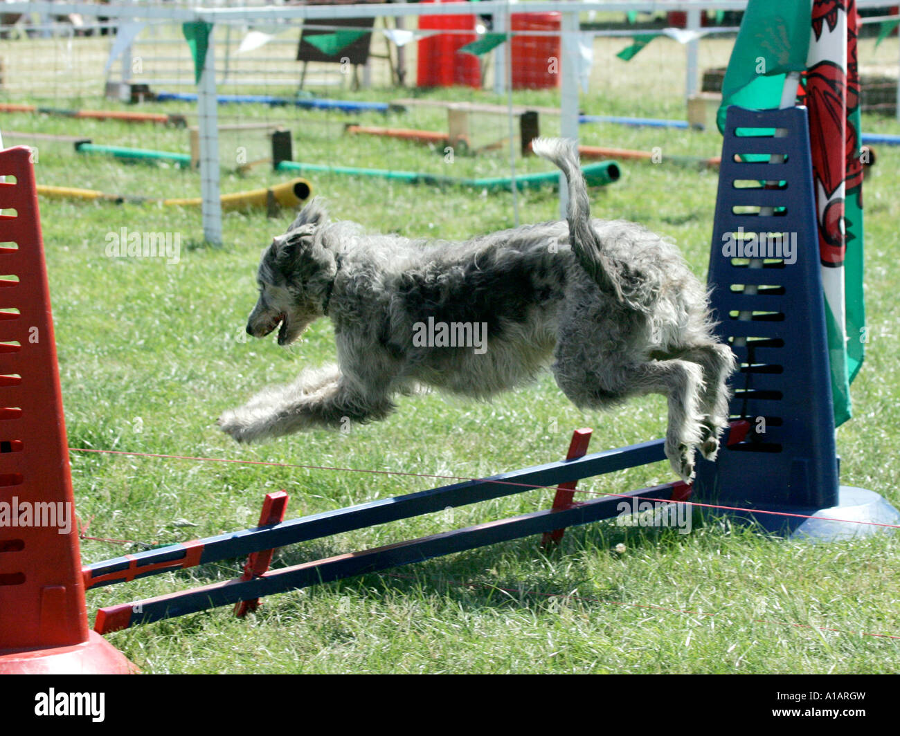 A dog jumping over a jump Stock Photo - Alamy