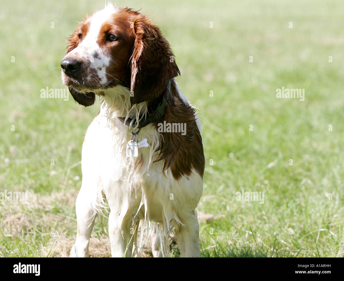 A young springer spaniel in the grass Stock Photo - Alamy