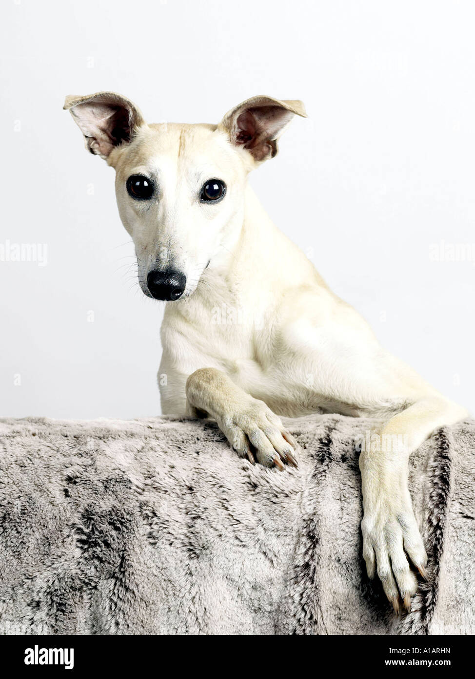 A portrait of a cream lurcher Stock Photo - Alamy