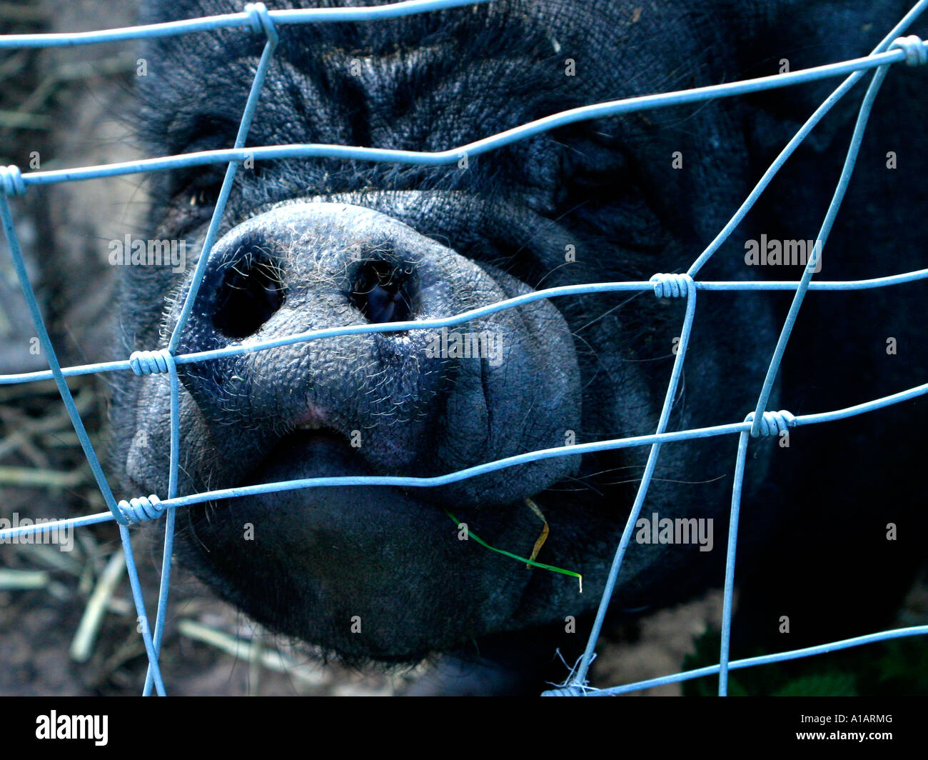 Black kune kune pig hi-res stock photography and images - Alamy