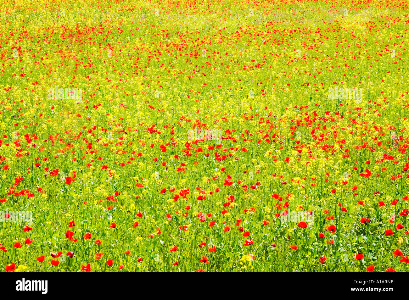 empty poppy field, full frame Stock Photo - Alamy