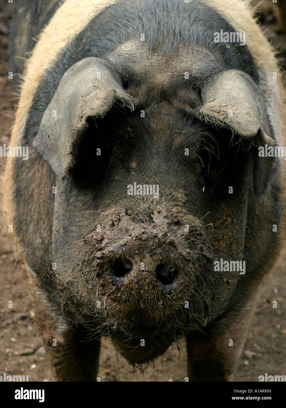 A pig covered in mud Stock Photo - Alamy