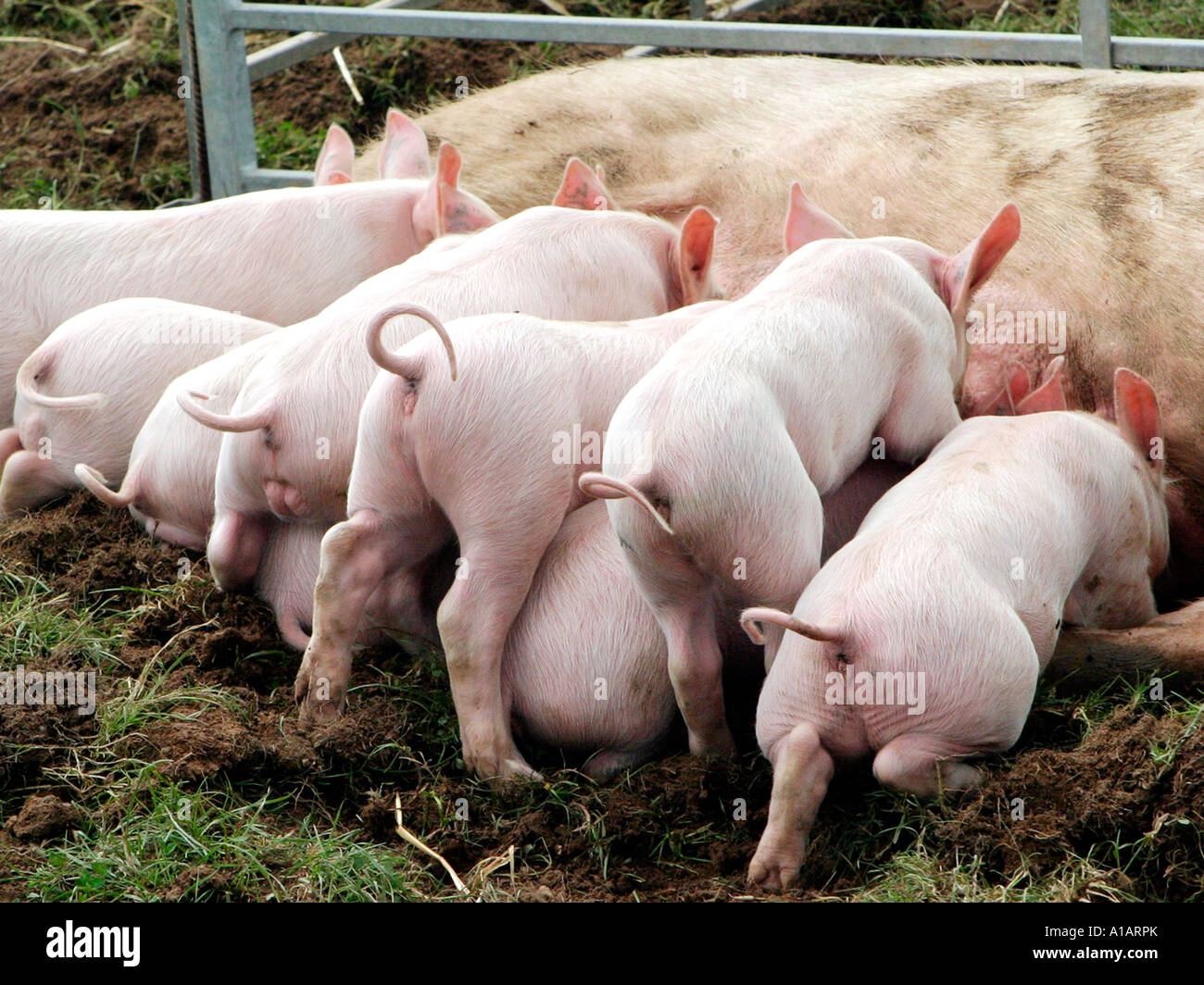 feeding drinking feeding frenzy hungry starving Stock Photo - Alamy