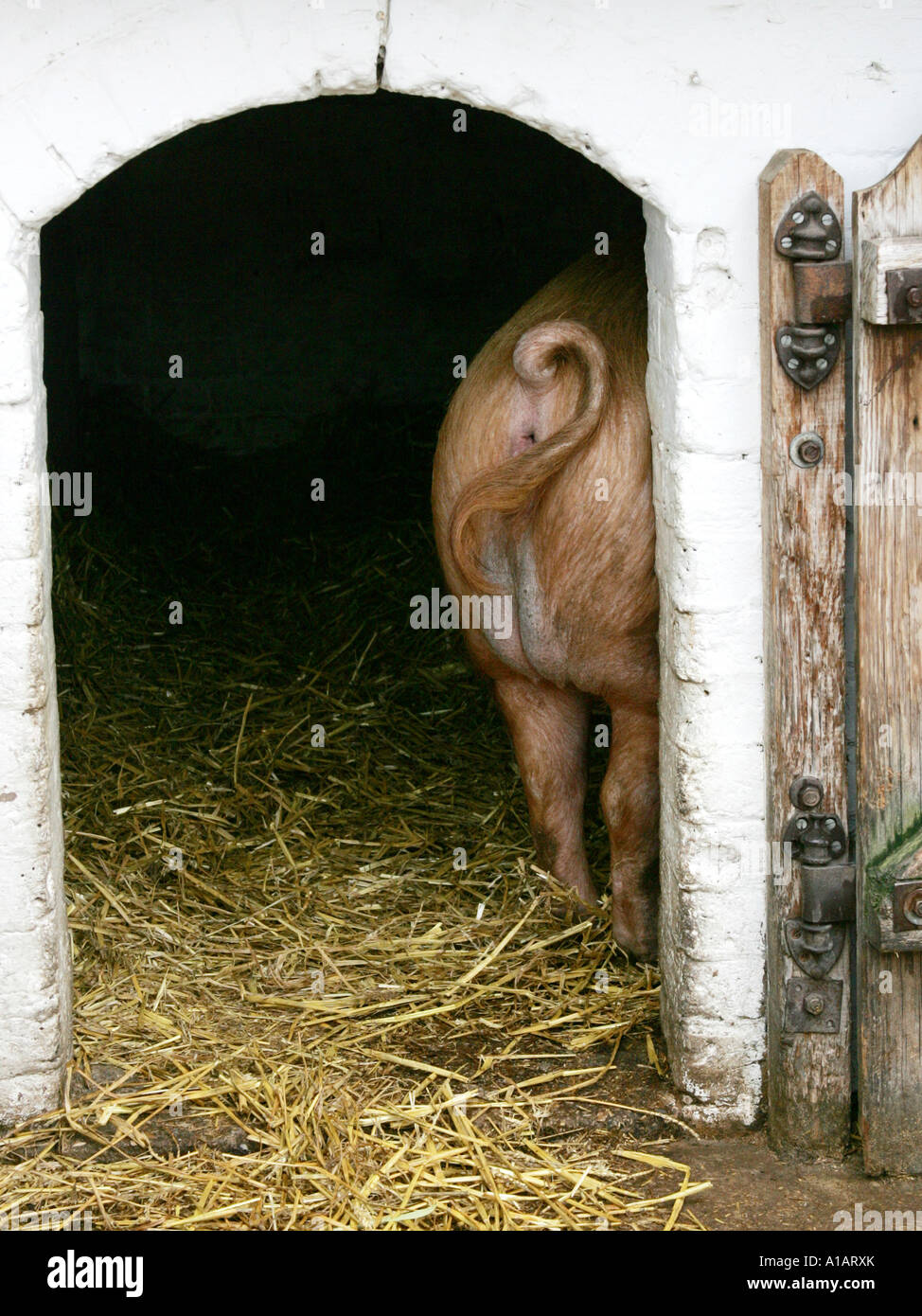 The rear of a pig showing his curly tail Stock Photo - Alamy