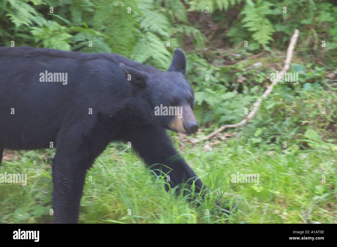 Black bear Alaska Stock Photo - Alamy