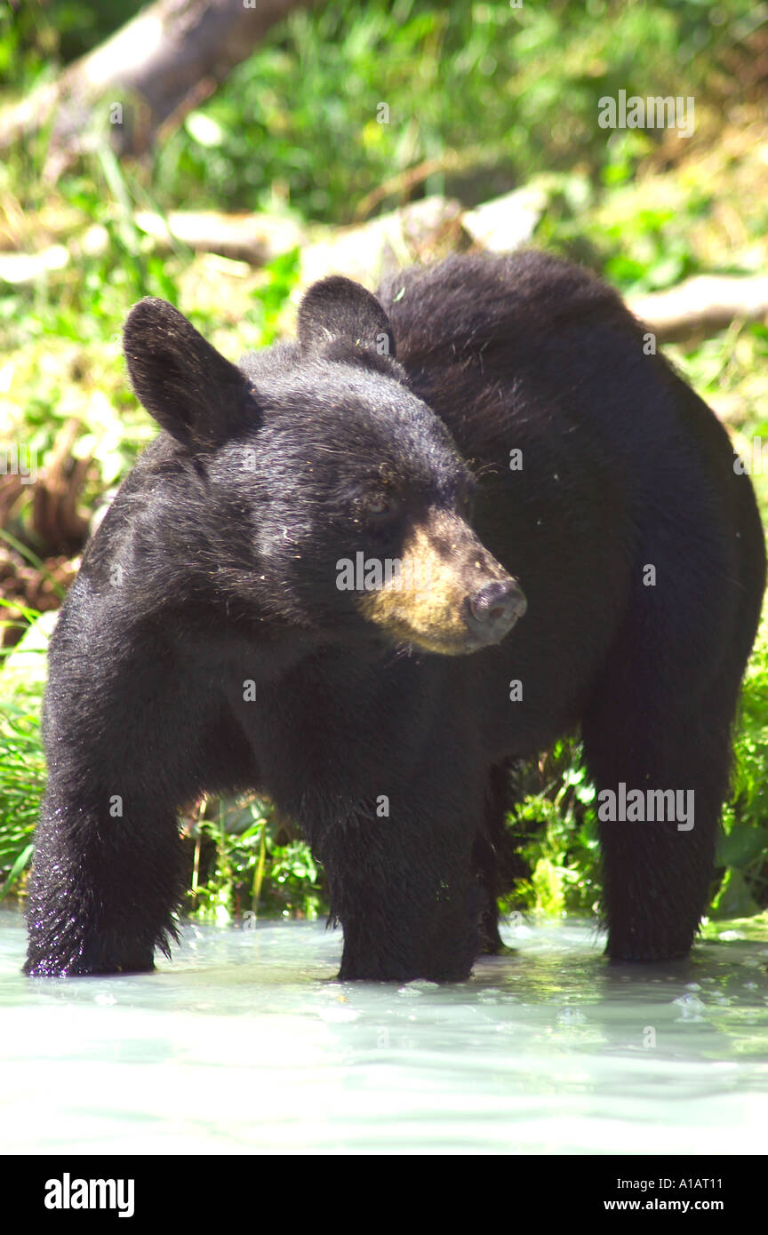 Black bear Alaska Stock Photo - Alamy