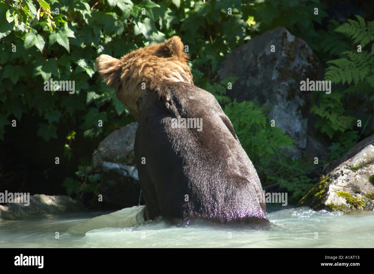 brown bear getting out of water Alaska Stock Photo - Alamy