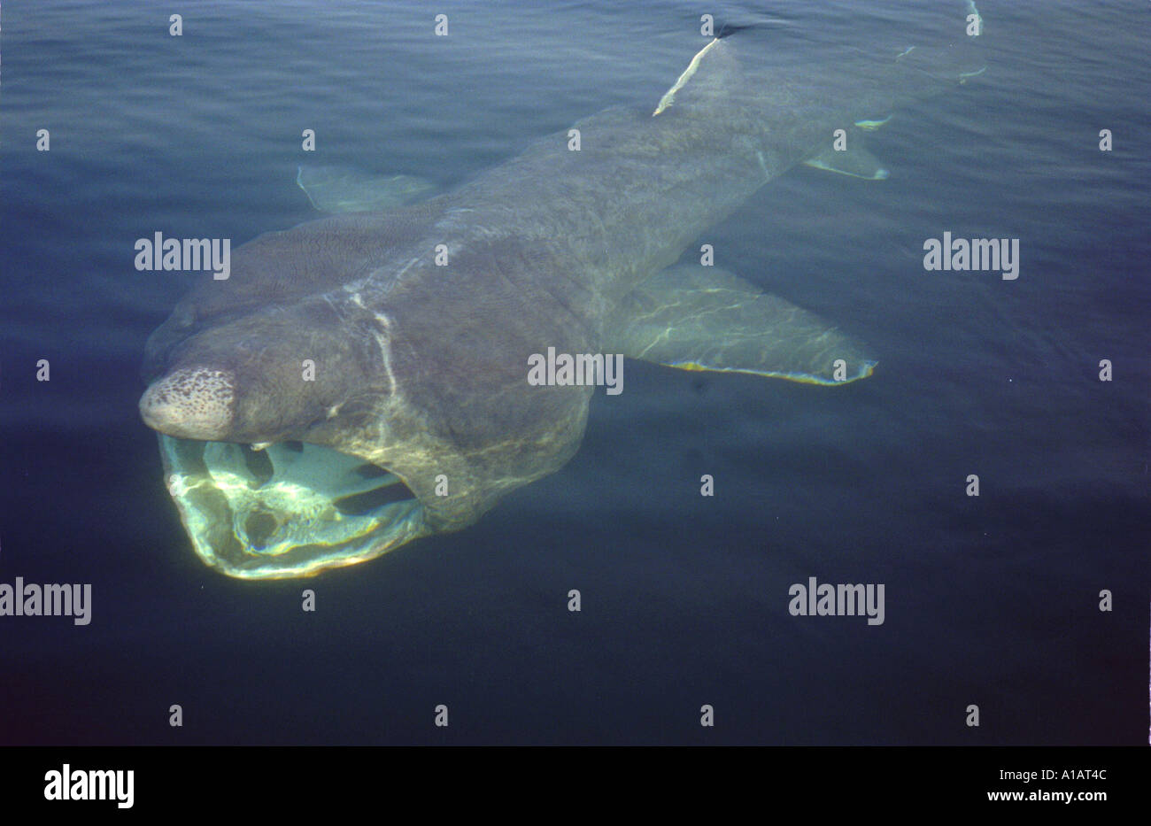 basking shark feeding in the UK Stock Photo - Alamy