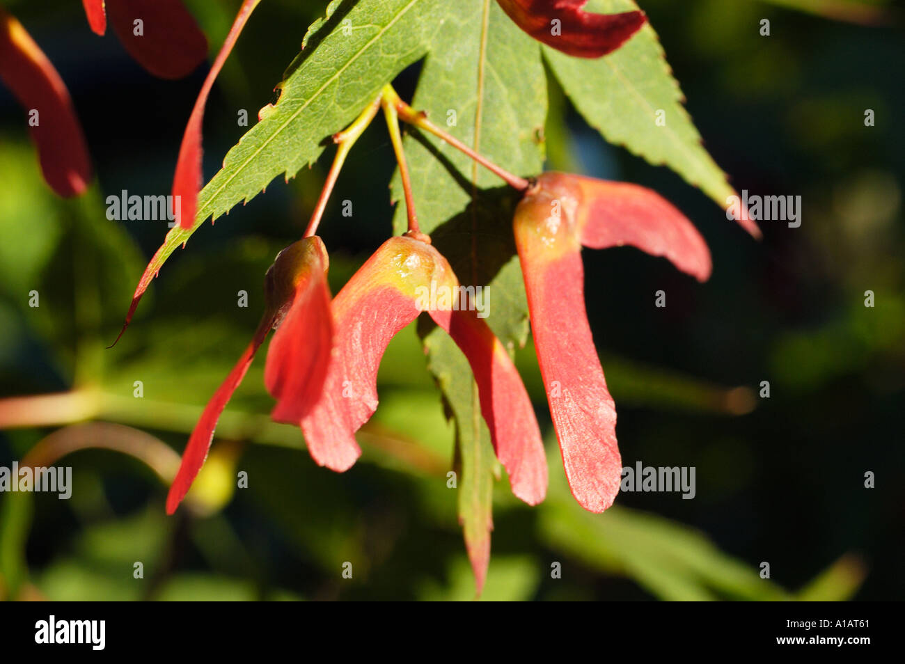 Horticultura hi-res stock photography and images - Alamy