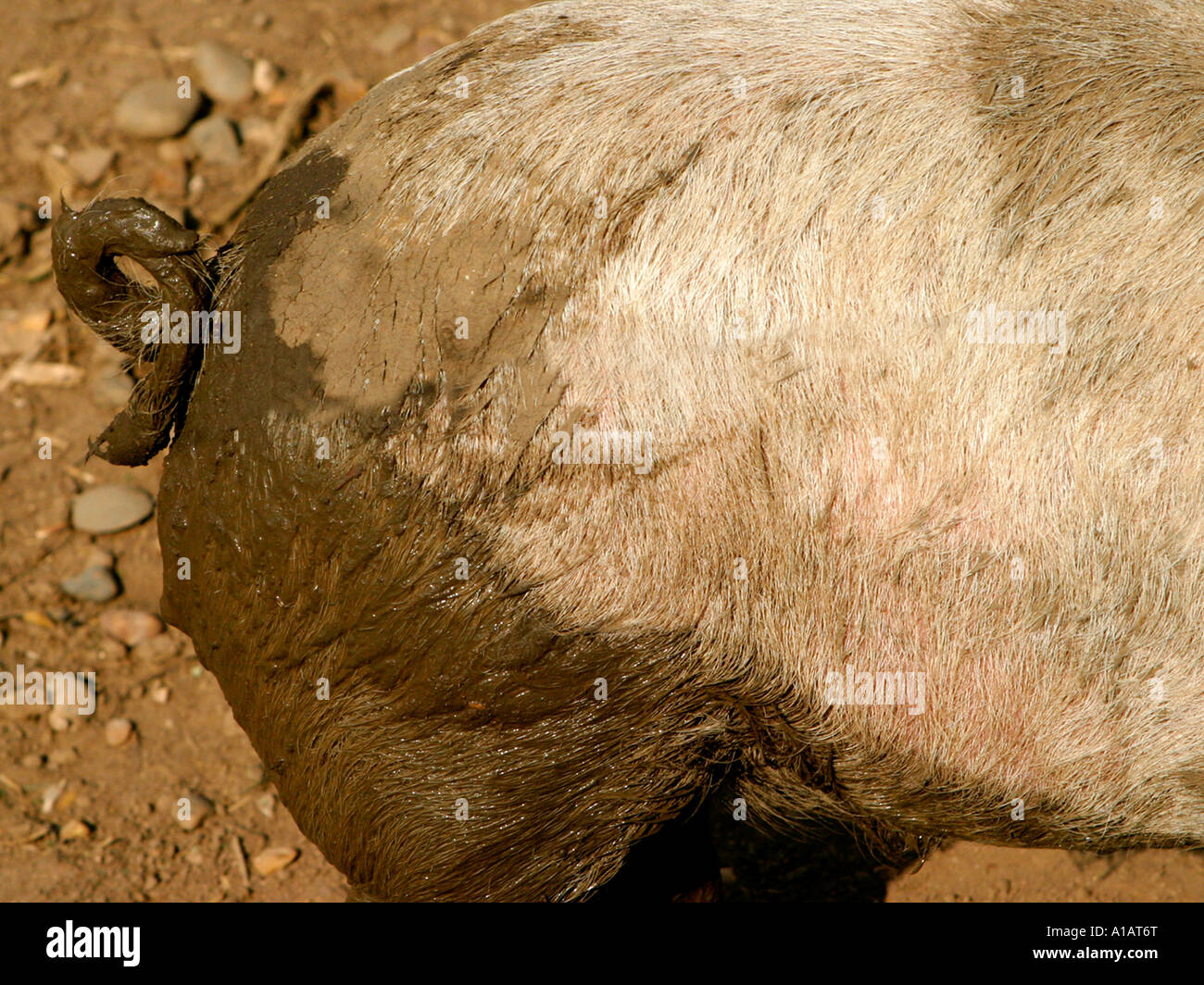 The rear of a pig covered in mud Stock Photo - Alamy