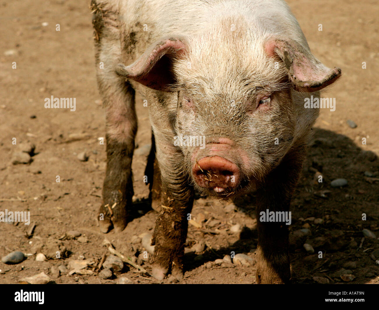 A small piglet half covered in mud Stock Photo - Alamy
