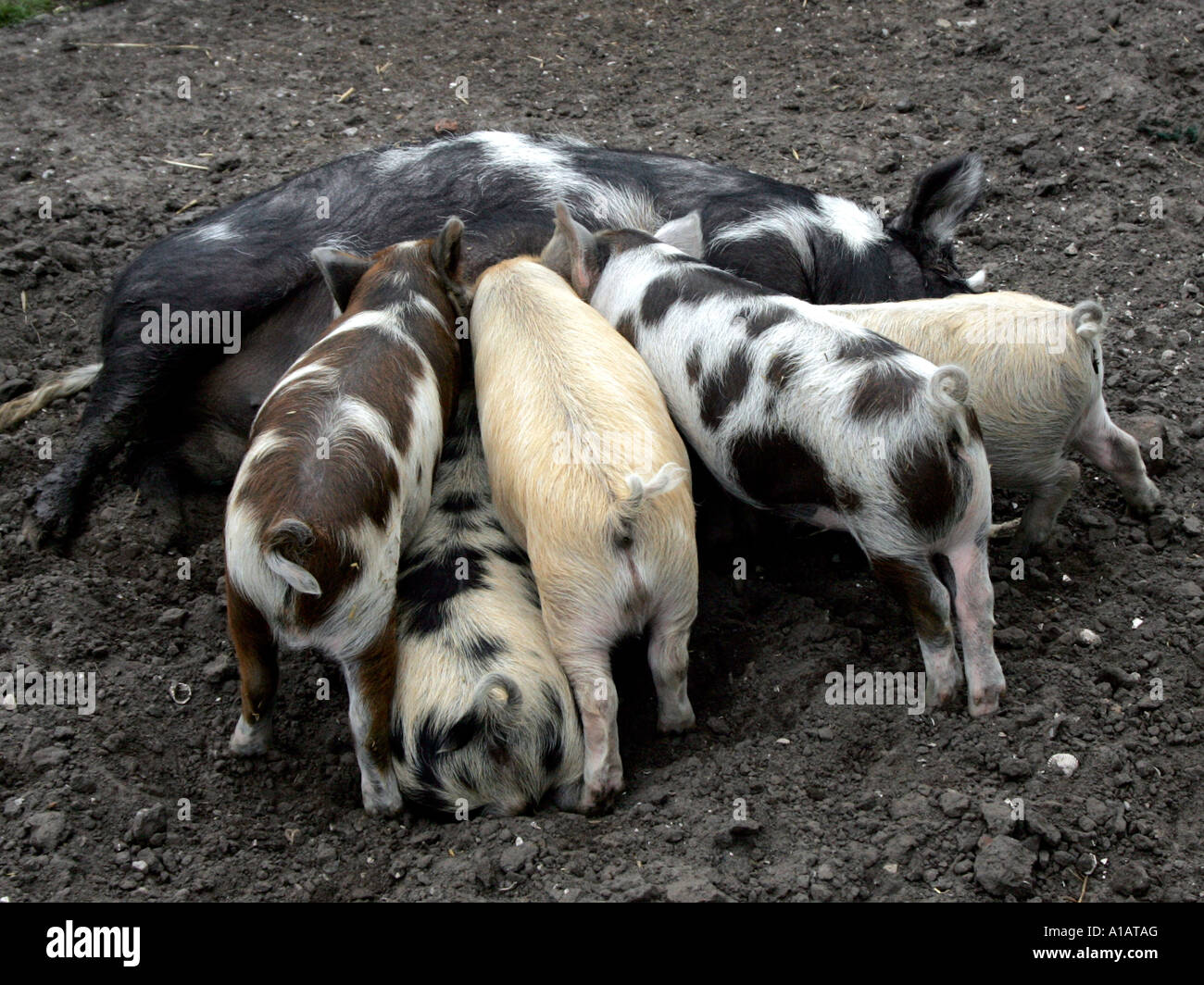 A group of different coloured piglets suckling Stock Photo - Alamy
