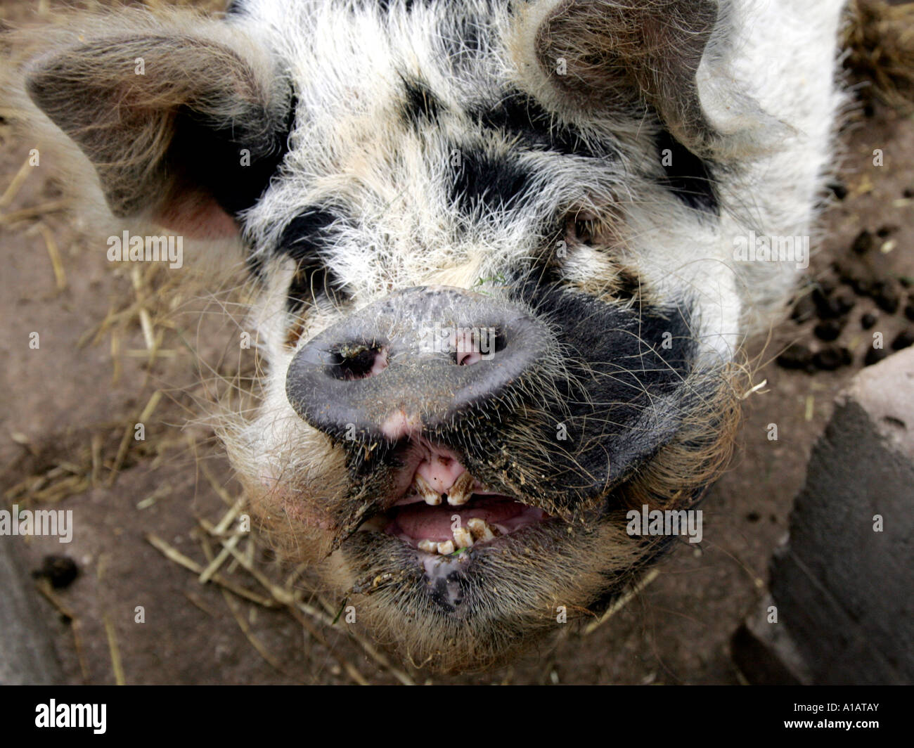 Ugly pig hi-res stock photography and images - Alamy