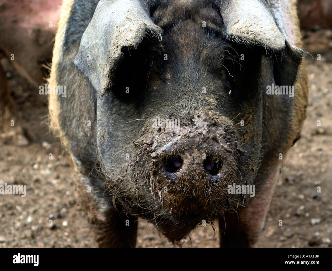 A pig covered in mud Stock Photo - Alamy