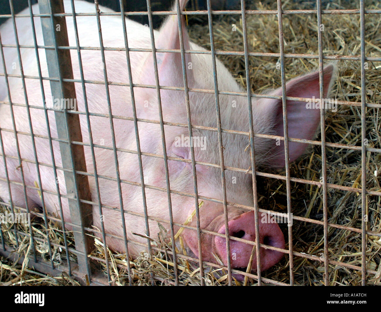 A large pink pig outside in a field Stock Photo - Alamy