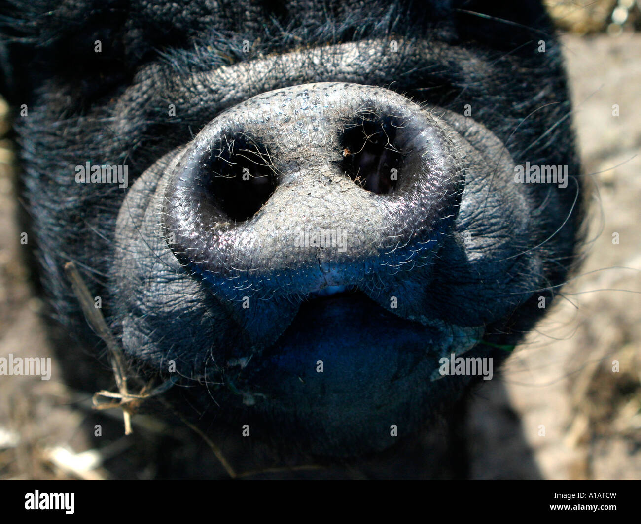The snout of a kune kune pig Stock Photo - Alamy