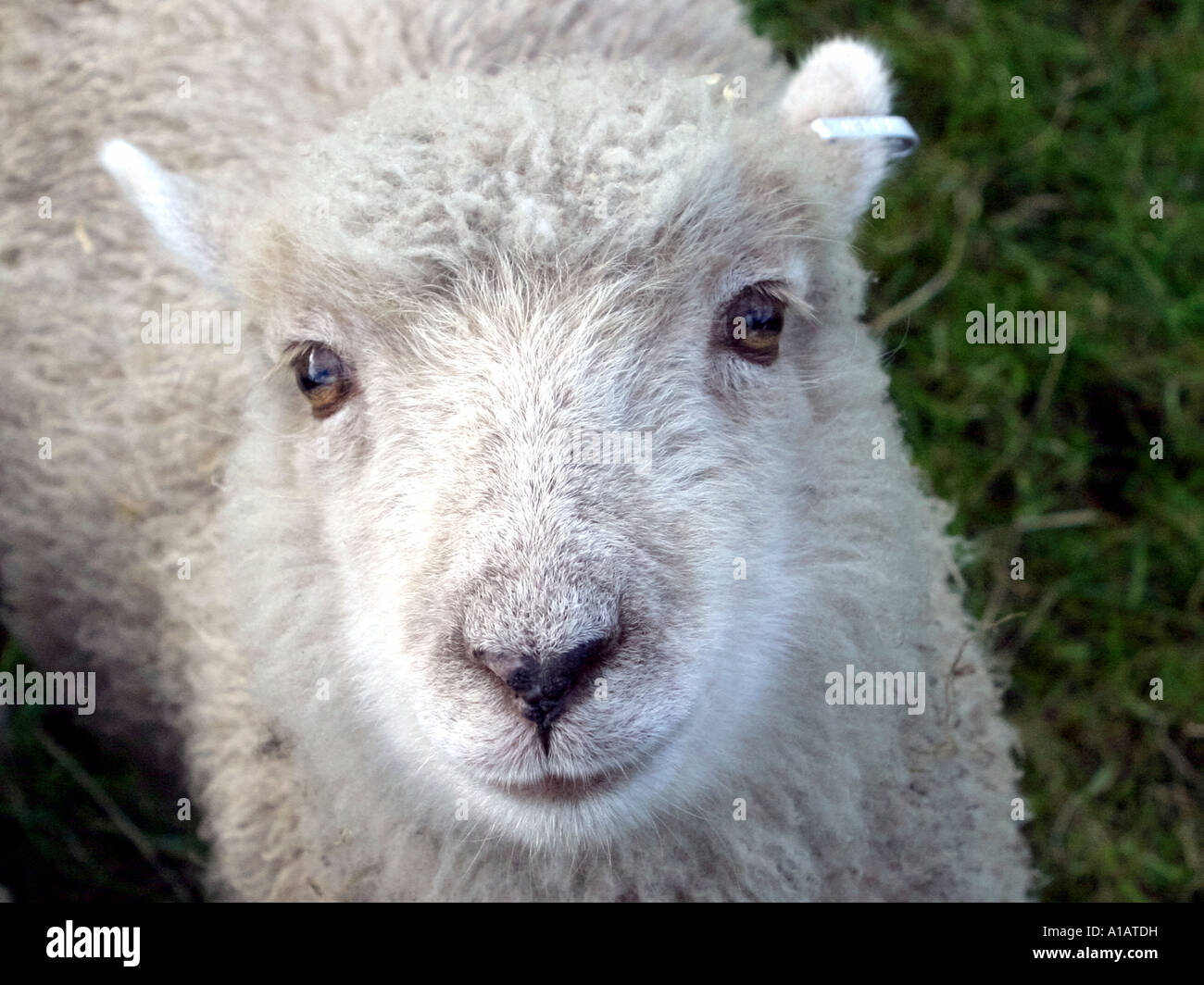 The small face of a lamb Stock Photo - Alamy