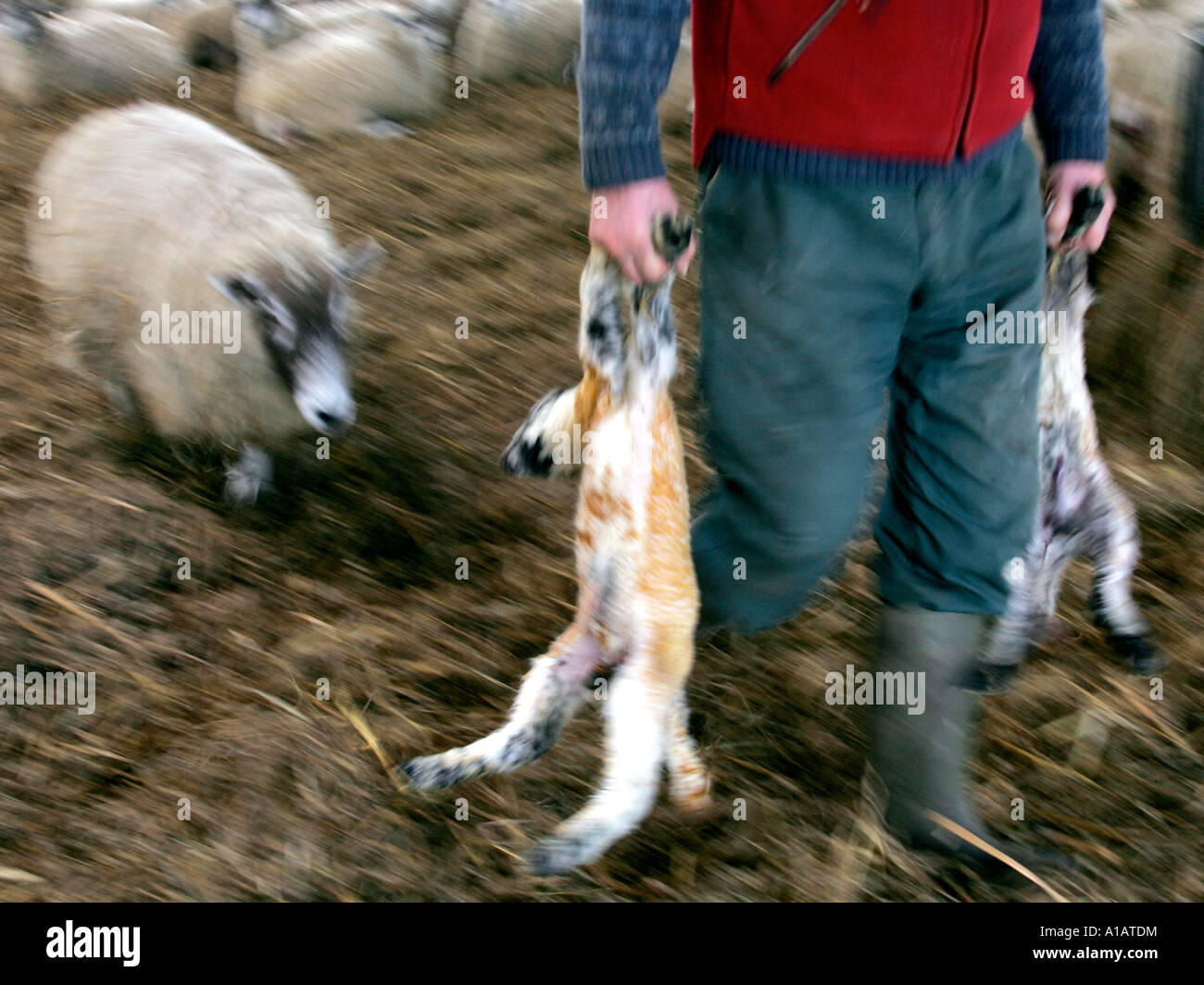 Being carried for safety hi-res stock photography and images - Alamy