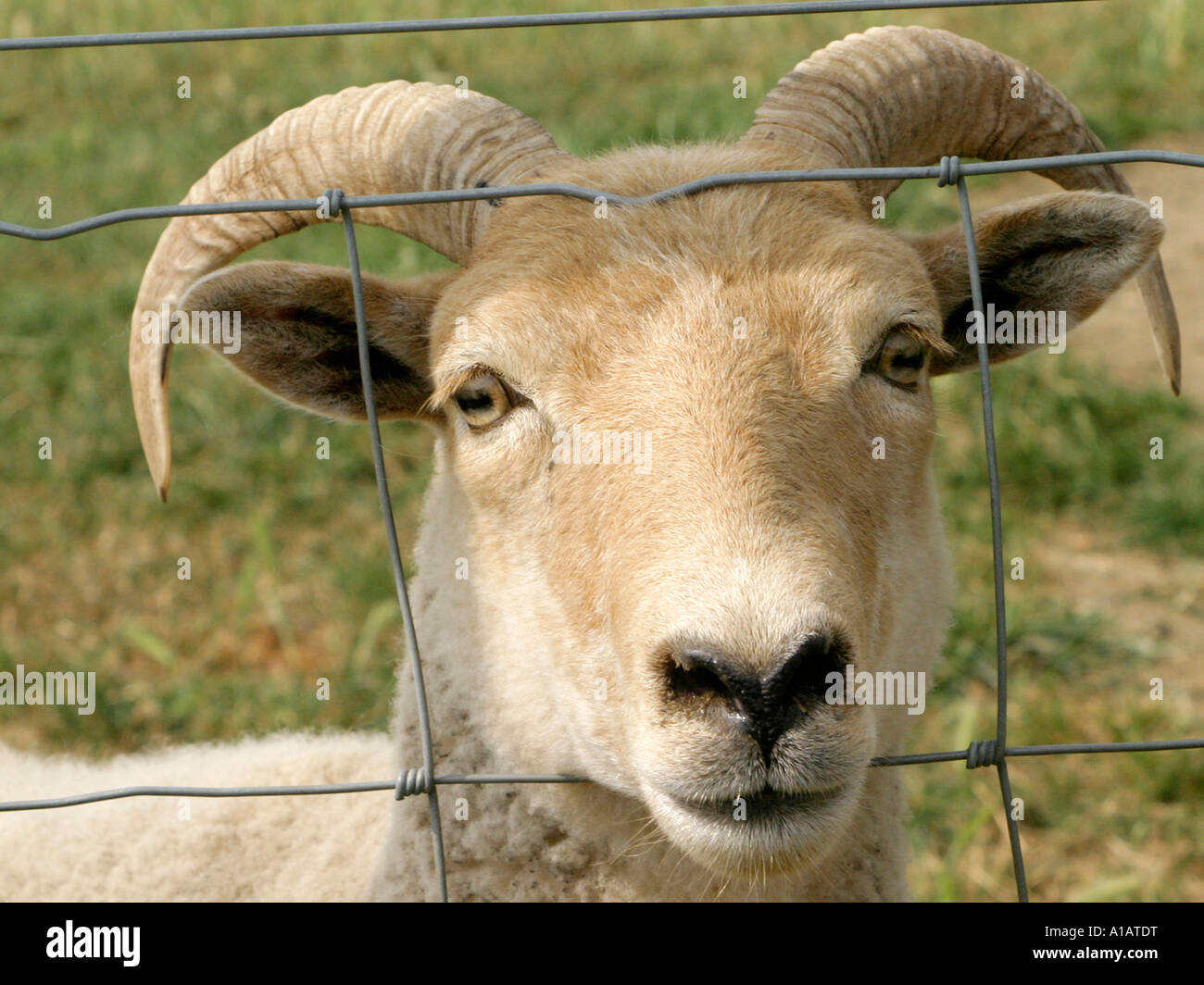 Head Of The Ram High Resolution Stock Photography and Images - Alamy
