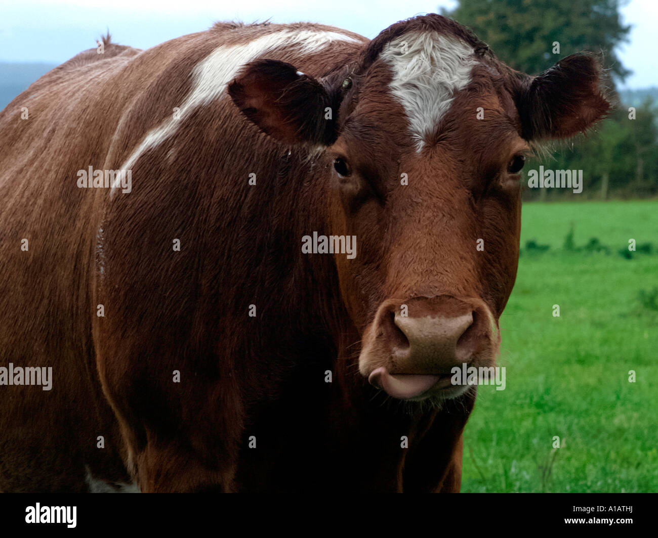 A brown cow in a field Stock Photo - Alamy