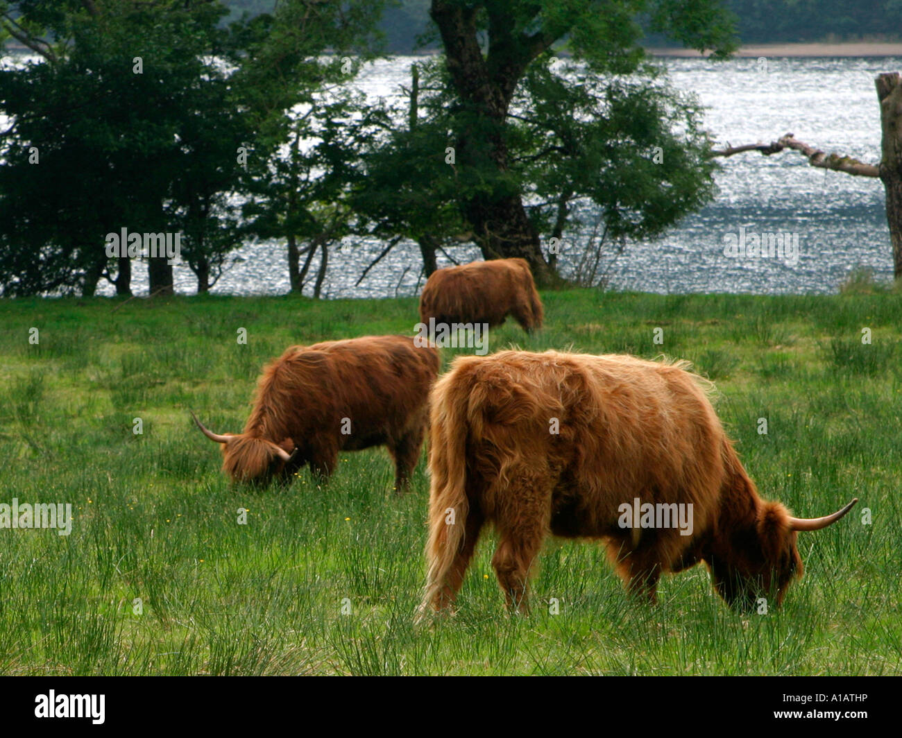 Aberdeen Angus in a field Stock Photo - Alamy