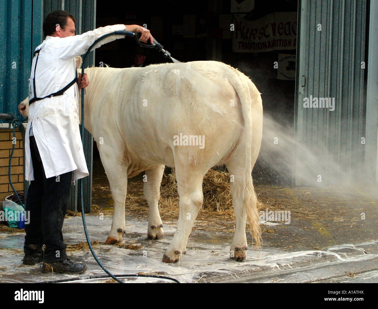 Fat bull hi-res stock photography and images - Alamy