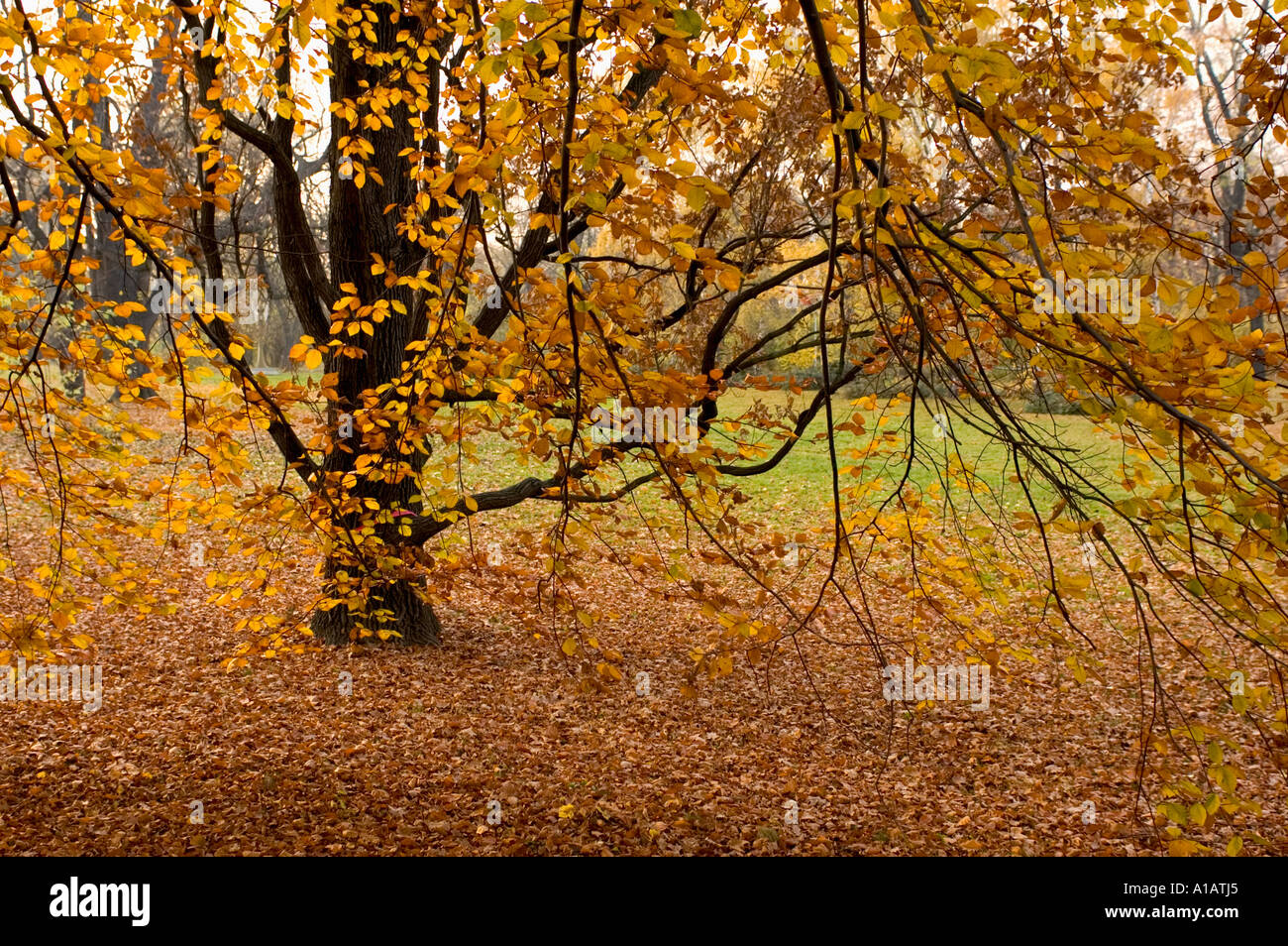 Prague Czech Republic Fall foliage Stock Photo - Alamy