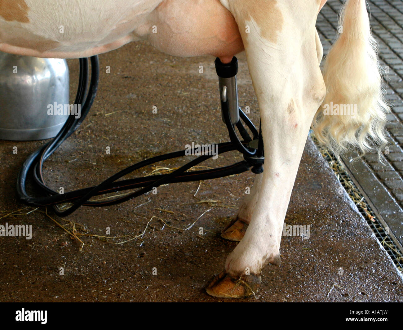 Cow being milked hi-res stock photography and images - Alamy
