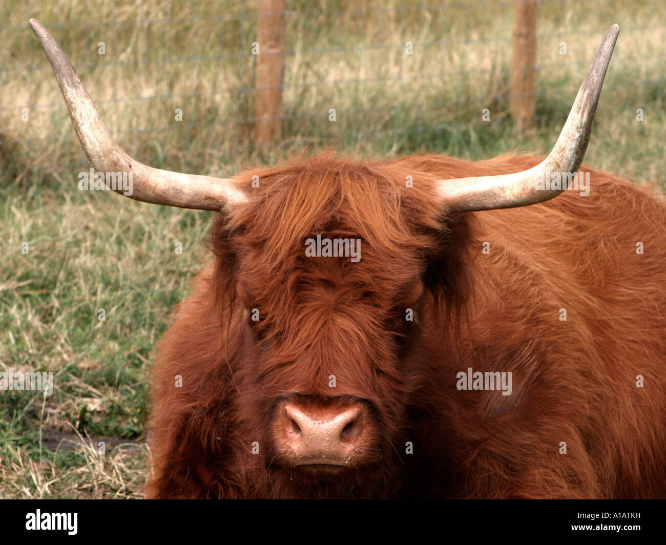 The head of an Aberdeen Angus Stock Photo - Alamy