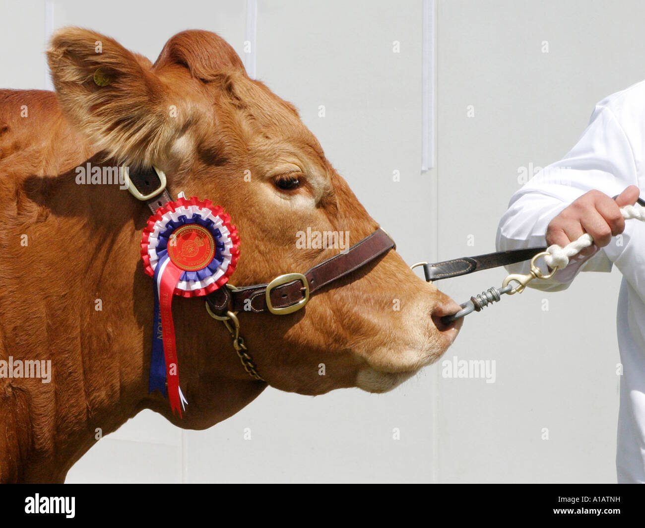 Led by the nose hi-res stock photography and images - Alamy