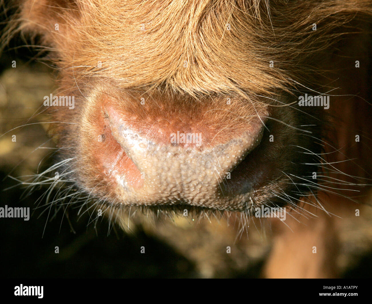 The nose of a cow Stock Photo - Alamy