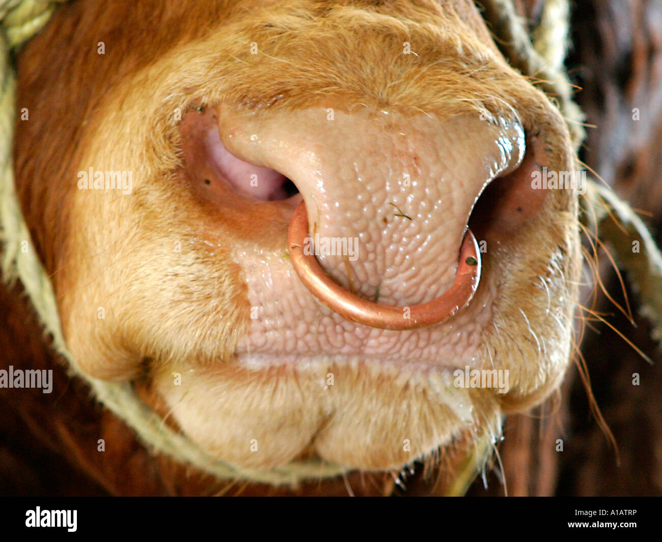 A bull with a nosering Stock Photo - Alamy