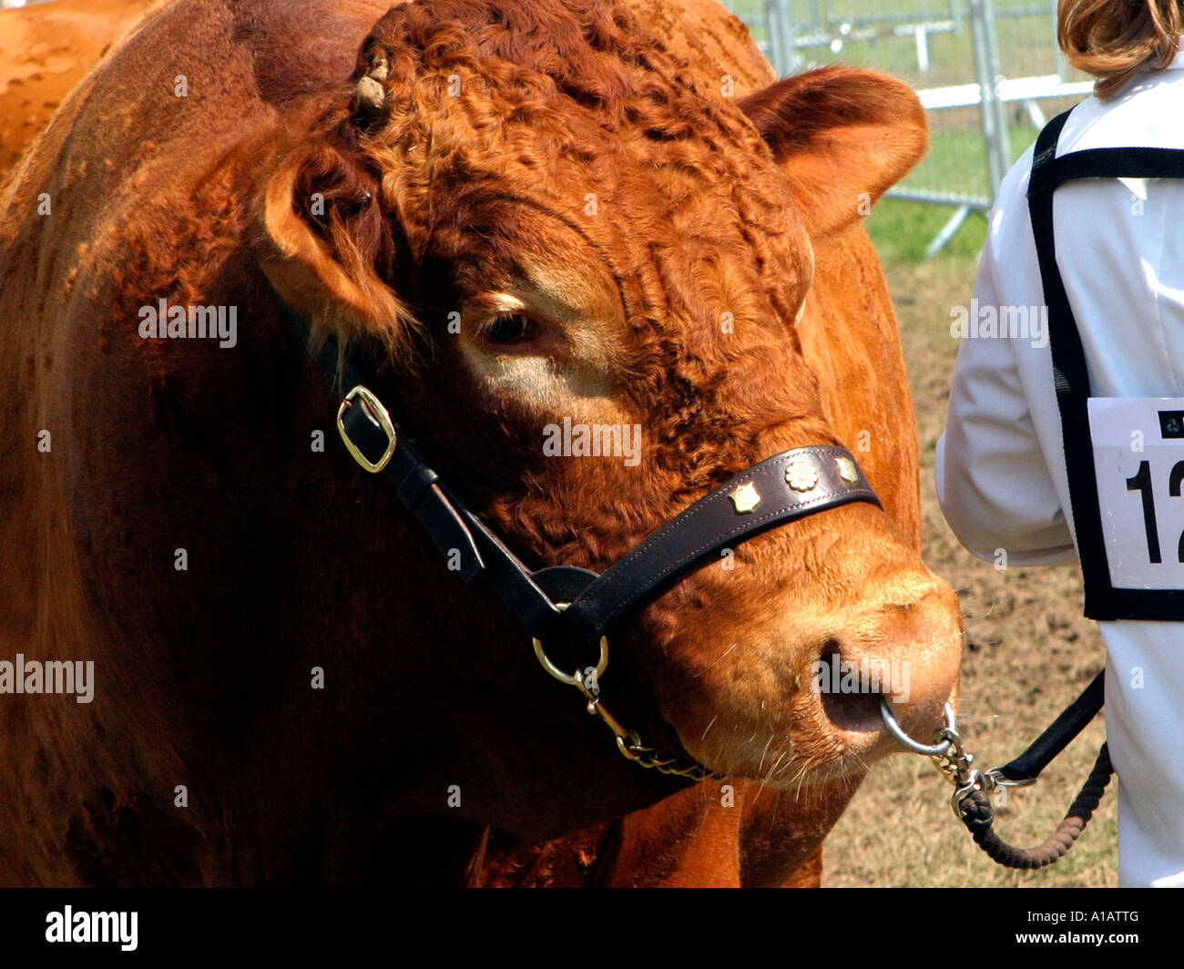 A brown bull wearing a harness Stock Photo - Alamy