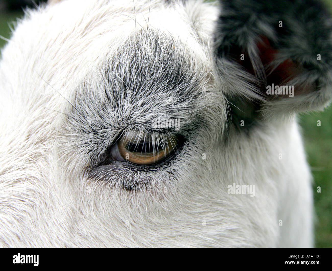 The eye of a cow Stock Photo - Alamy