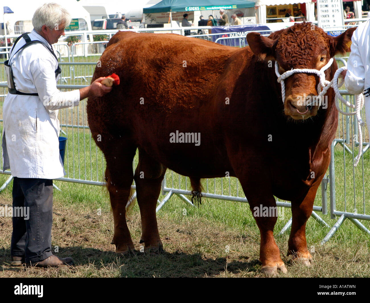 A brown cow being brushed at a countryshow Stock Photo - Alamy