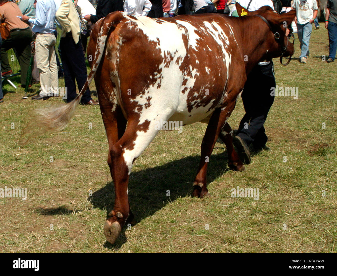 Speckled cow hi-res stock photography and images - Alamy