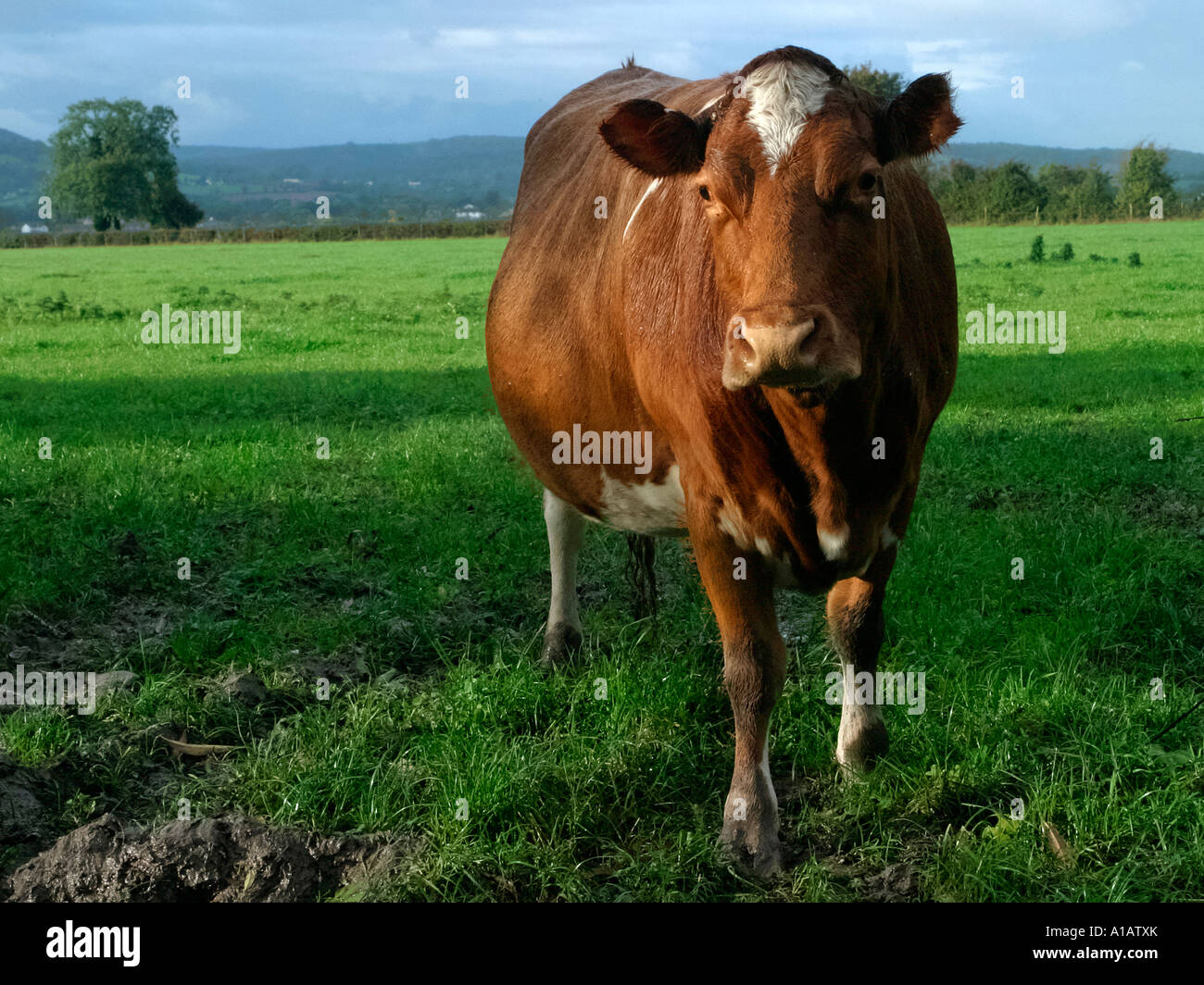 A brown cow in a field Stock Photo - Alamy