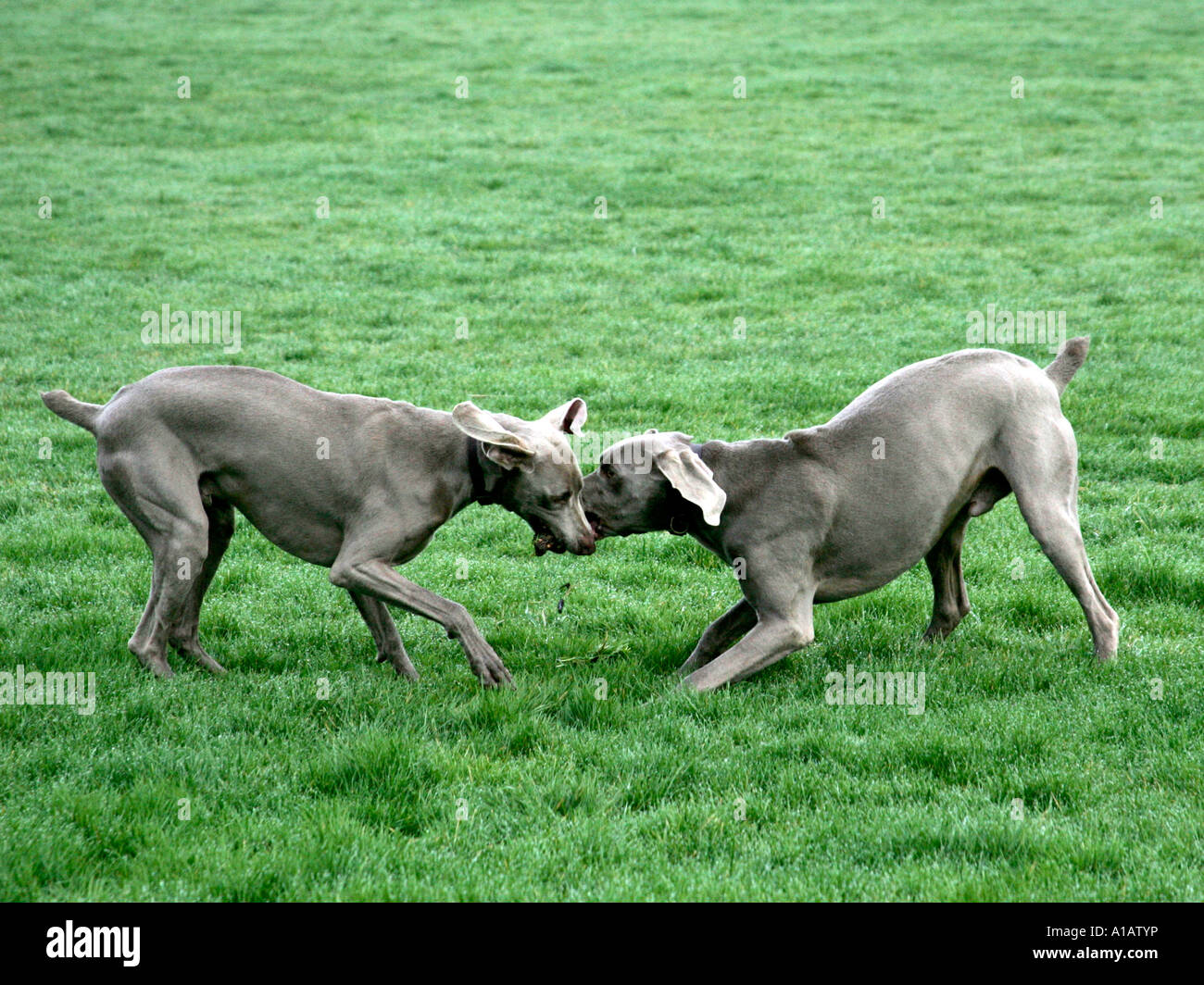 Stick fighting not zulu hi-res stock photography and images - Alamy