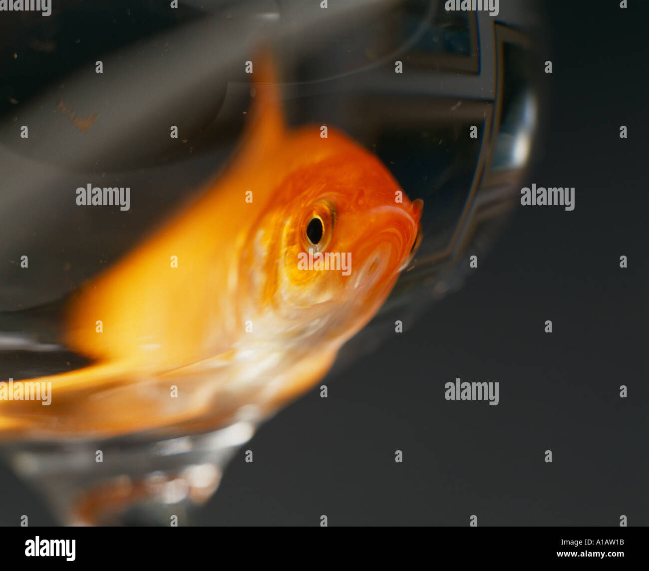 Man looking goldfish hi-res stock photography and images - Alamy