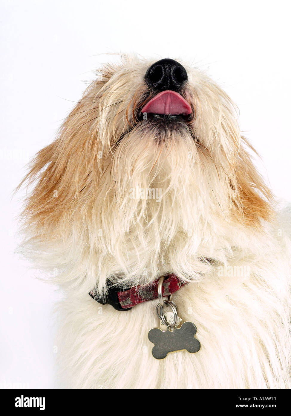 Blowing a raspberry hi-res stock photography and images - Alamy