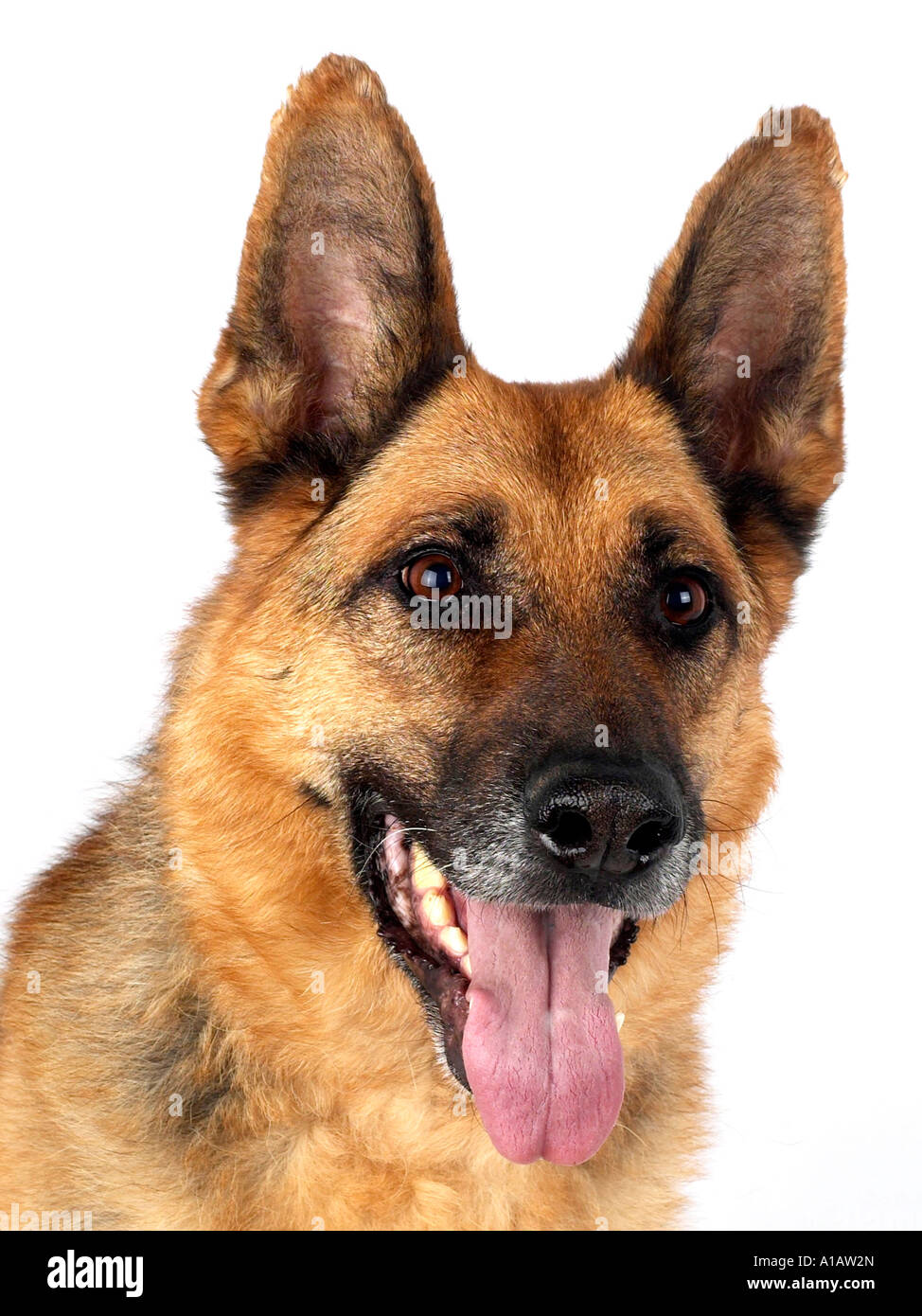 A portrait of an alsation Stock Photo - Alamy